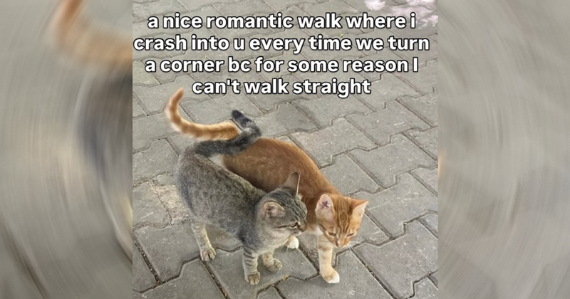 Funniest cat memes for feline fanatics