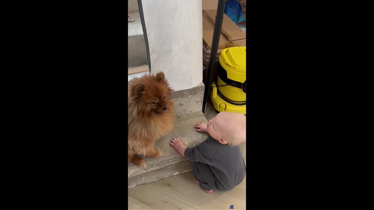 Toddler and family dog share a sweet and unexpected bonding moment in ...