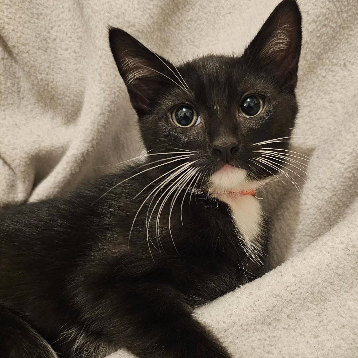 North Beach PAWS launches new volunteer program