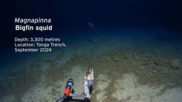 Bigfin squid: Magnapinna, spotted in Tonga Trench