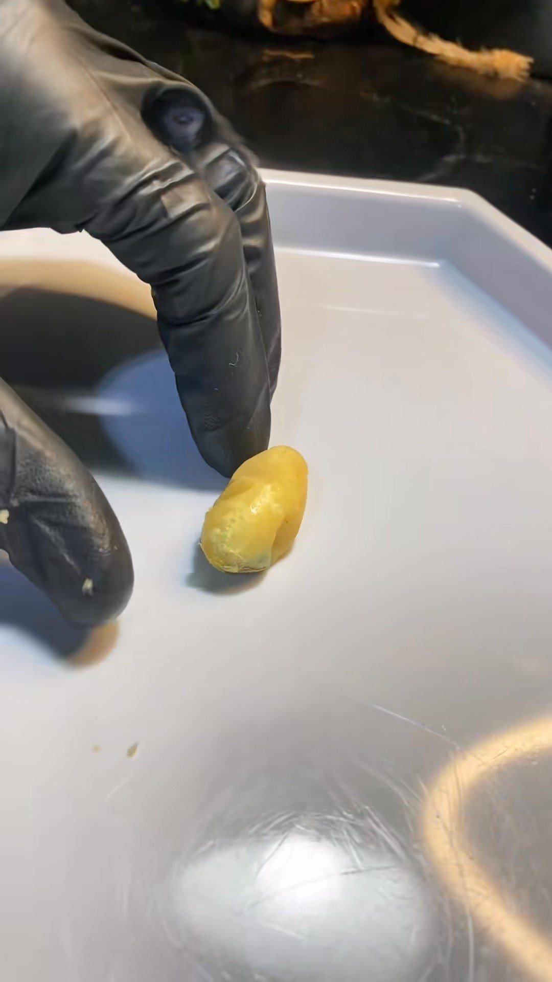 Opening a bad egg!