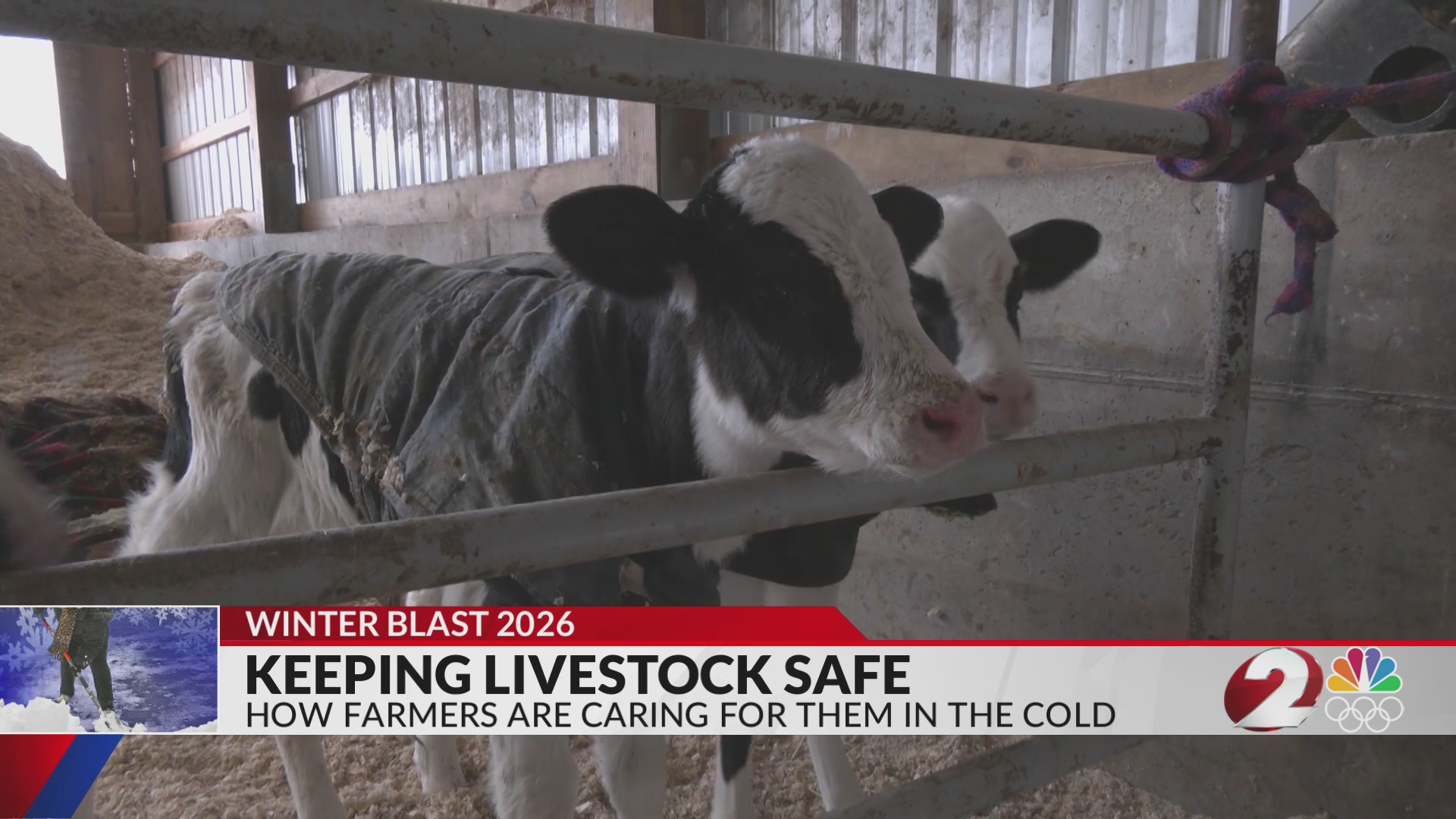 Keeping livestock safe in the cold