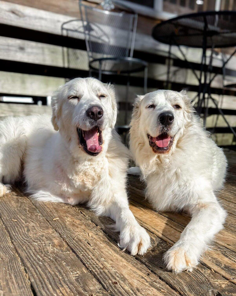 Two dogs on the euthanasia list lose the same leg — then learn they’re ...