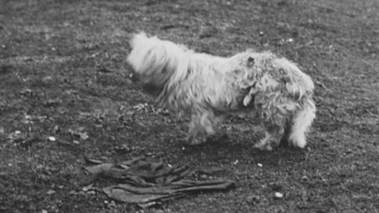Pooches of the past: Extinct dog breeds