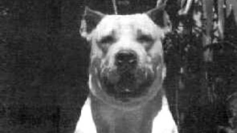 Pooches of the past: Extinct dog breeds