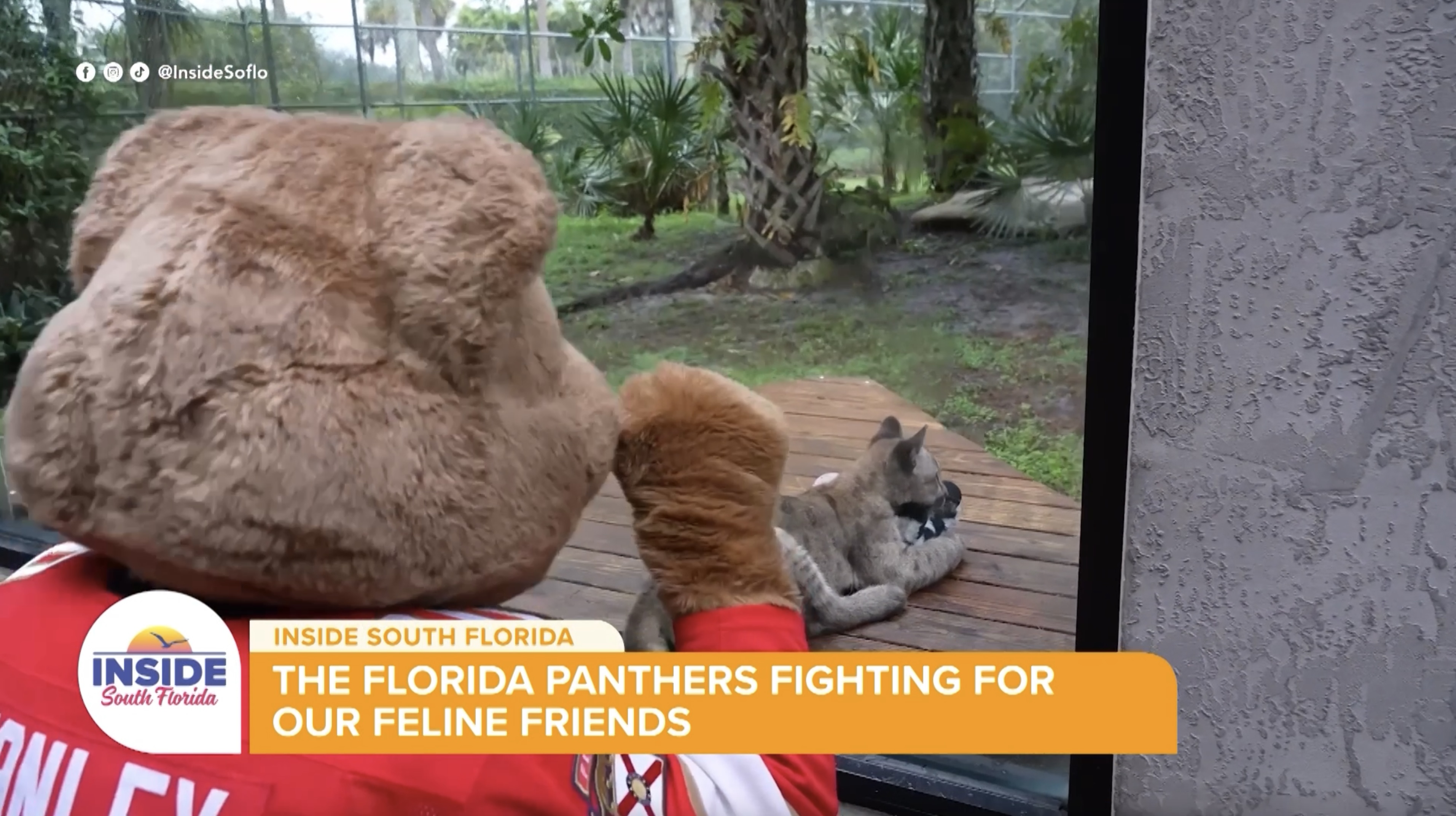 Panthers mascot meets real panther cub in heartwarming conservation moment