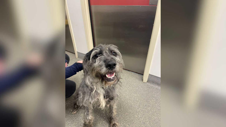 Neighbors help find dog after six days in bitter cold