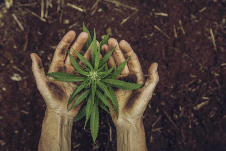 Bill marks latest attempt to legalize homegrown marijuana