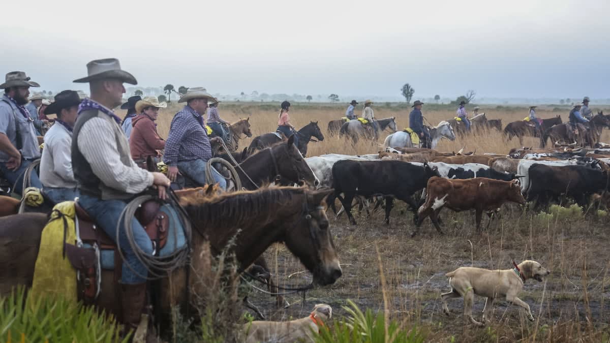 Step back into the past with the Great Florida Cattle Drive