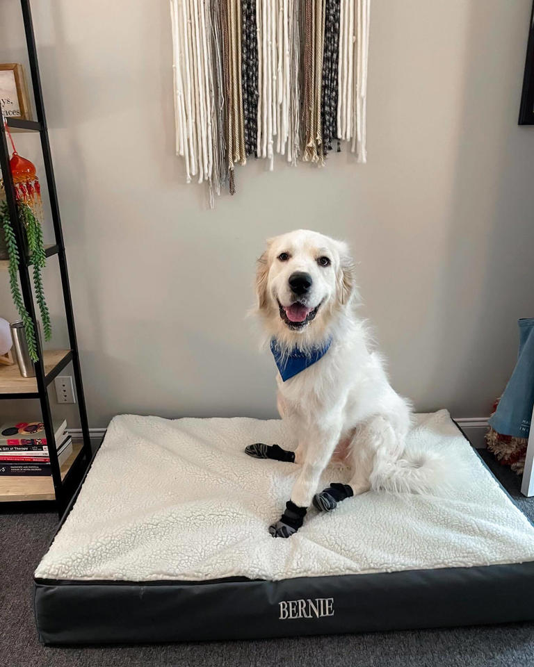 Two dogs on the euthanasia list lose the same leg — then learn they’re ...