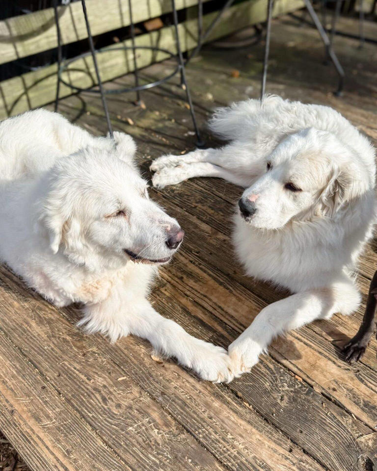 Two dogs on the euthanasia list lose the same leg — then learn they’re ...