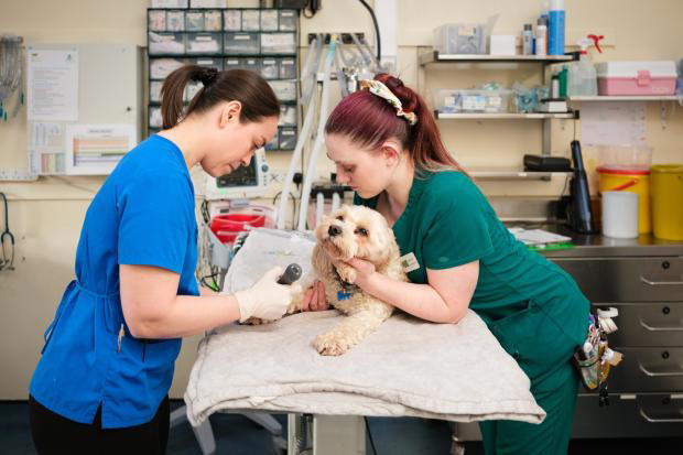Major reforms proposed to veterinary legislation