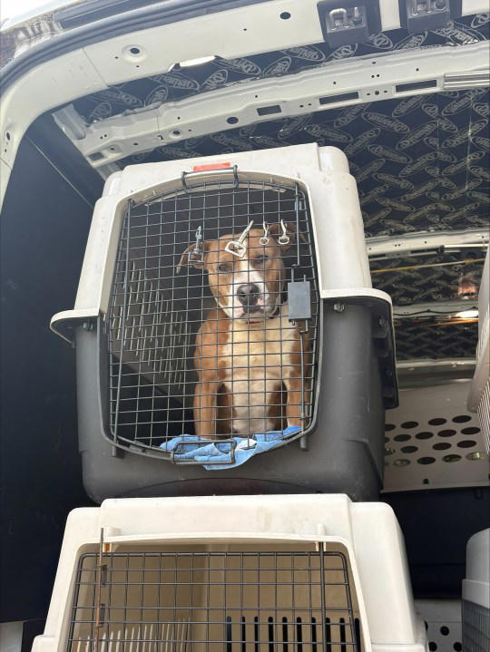 Local animal shelters seek fosters to house dogs during cold snap