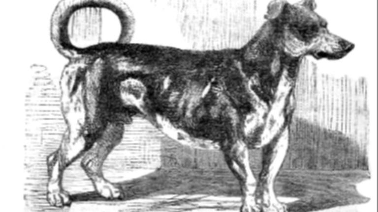 Pooches of the past: Extinct dog breeds