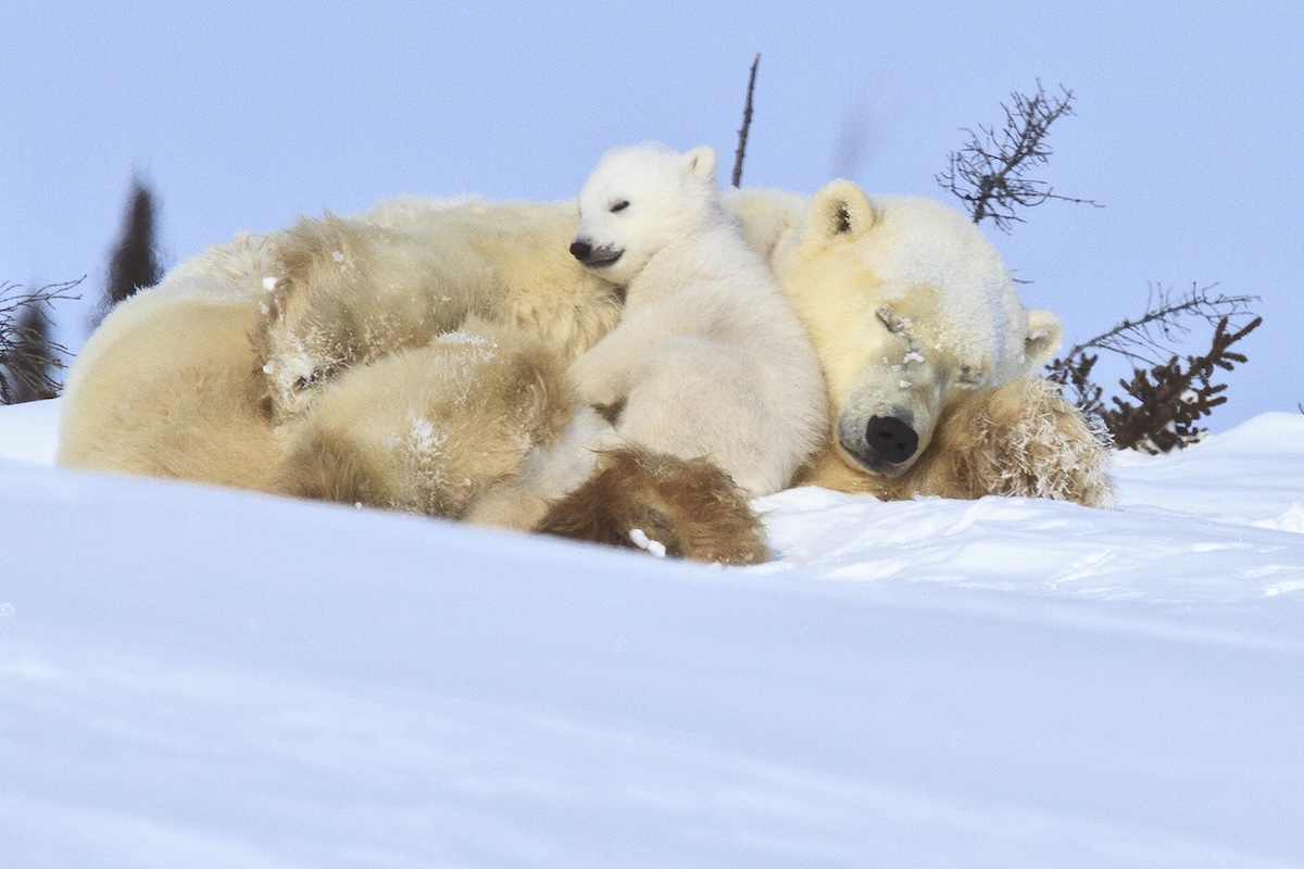 Video shows precious peek into polar bear den with tiny cubs