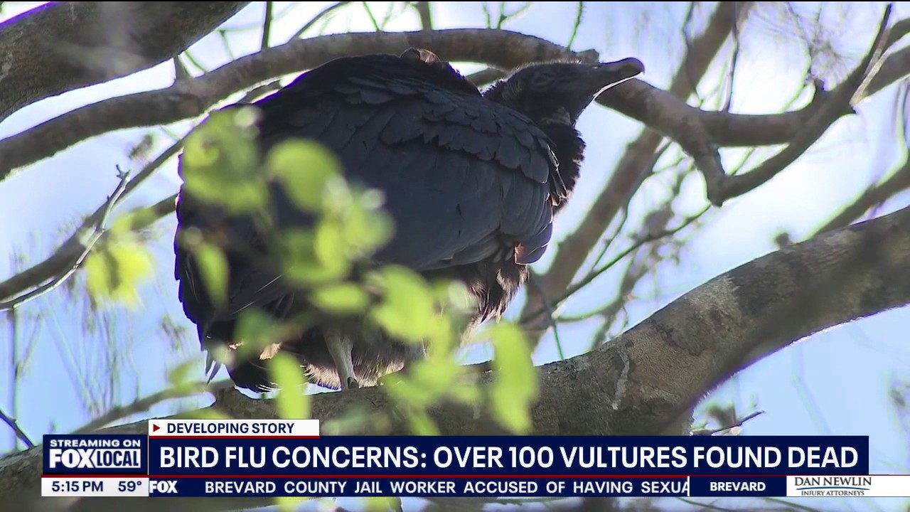 More than 100 vultures found dead at Blue Spring State Park
