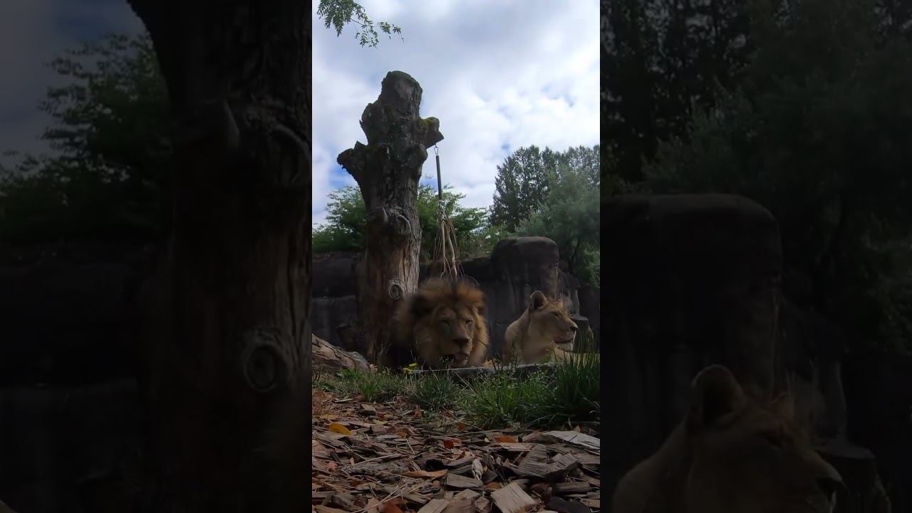 Hidden camera captures lions behaving like royalty