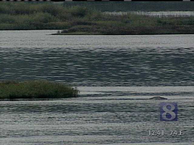 Maryland lawmakers propose turning invasive blue catfish into cat food