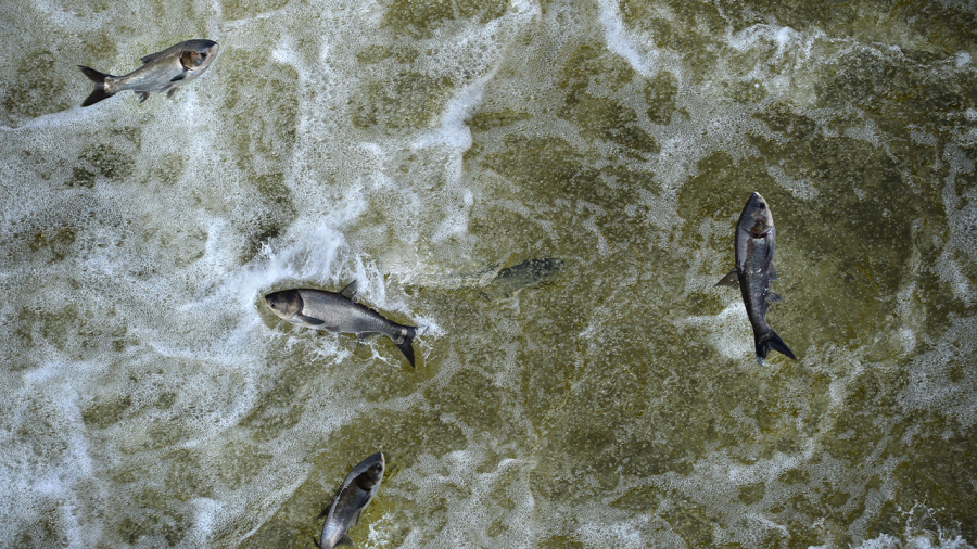 Biologists pull 100,000 pounds of invasive fish species out of Kansas River