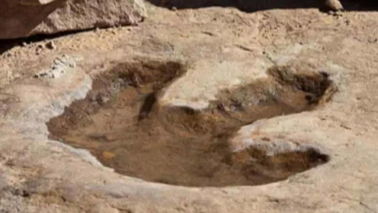 Australia uncovers the world’s largest dinosaur footprints from 130 ...