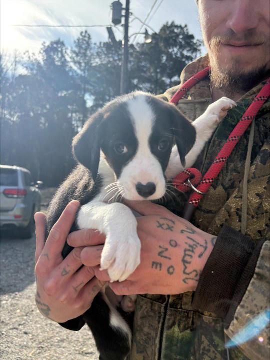 Local animal shelters seek fosters to house dogs during cold snap