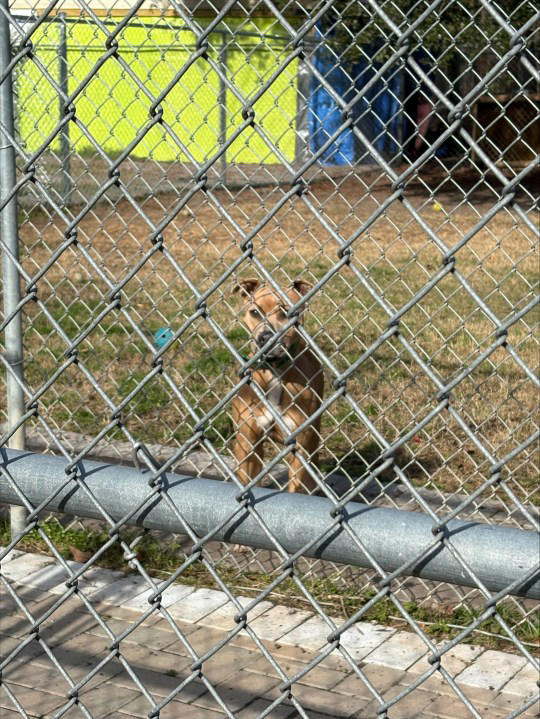 Local animal shelters seek fosters to house dogs during cold snap