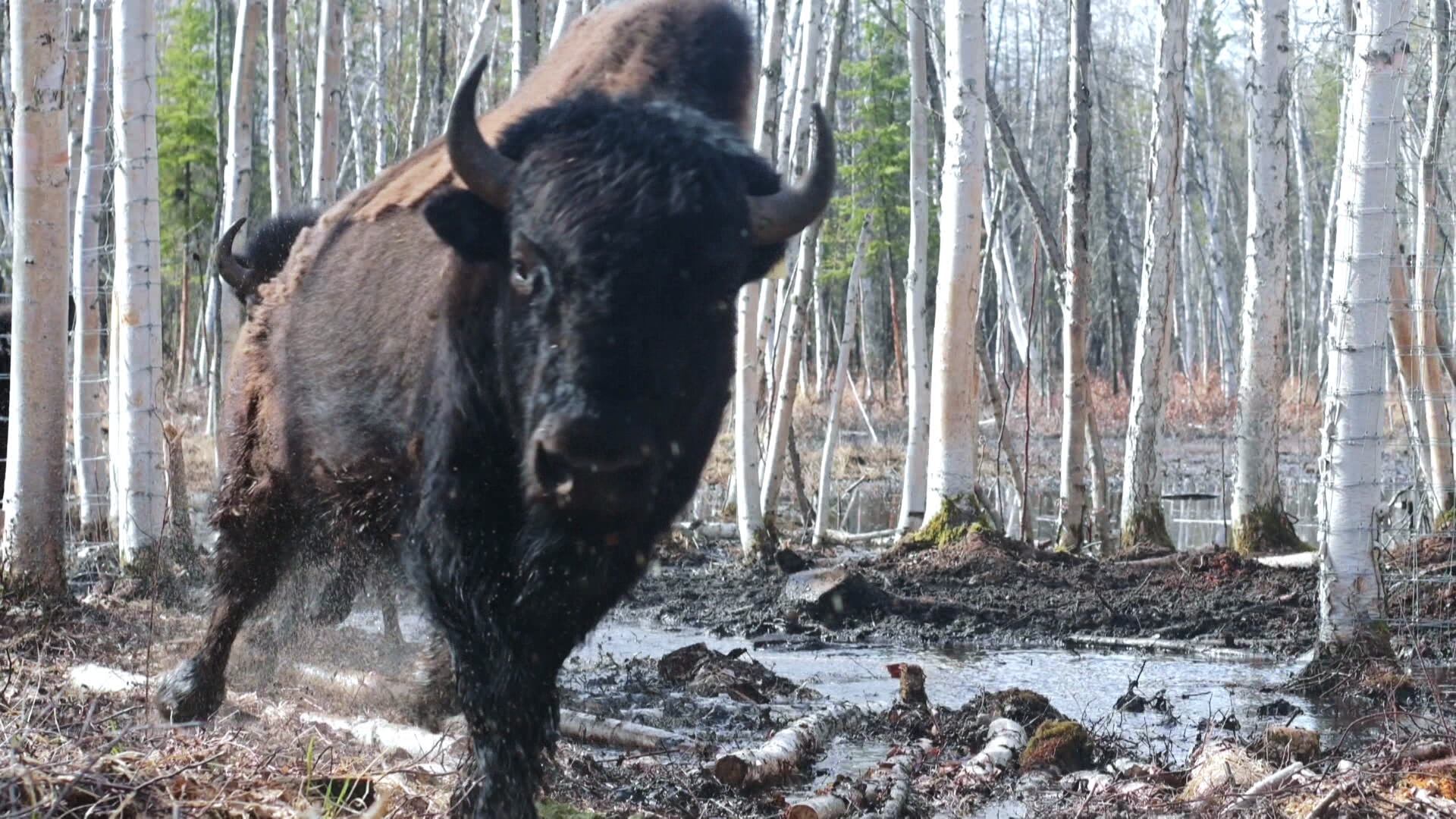 ‘Winter Prairie’: Two brothers chronicle the return of an Alaska icon