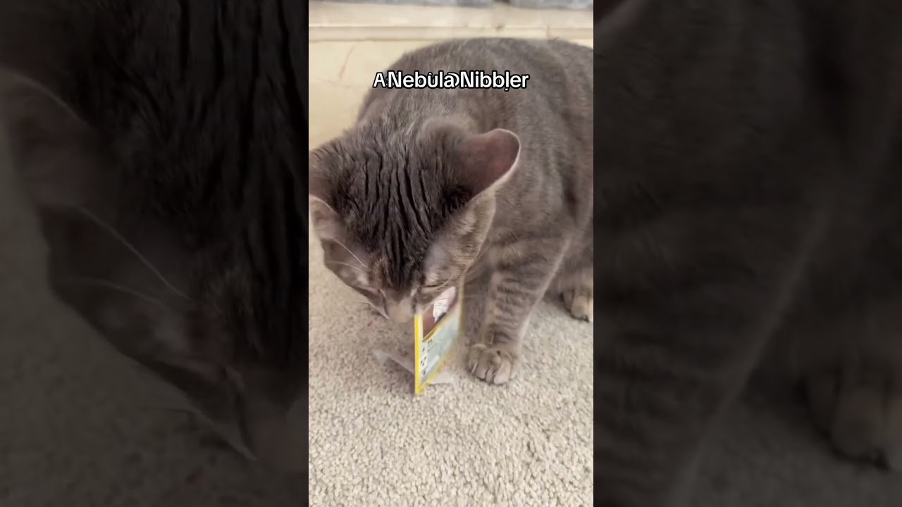 Pets embrace outrageous names that match their antics