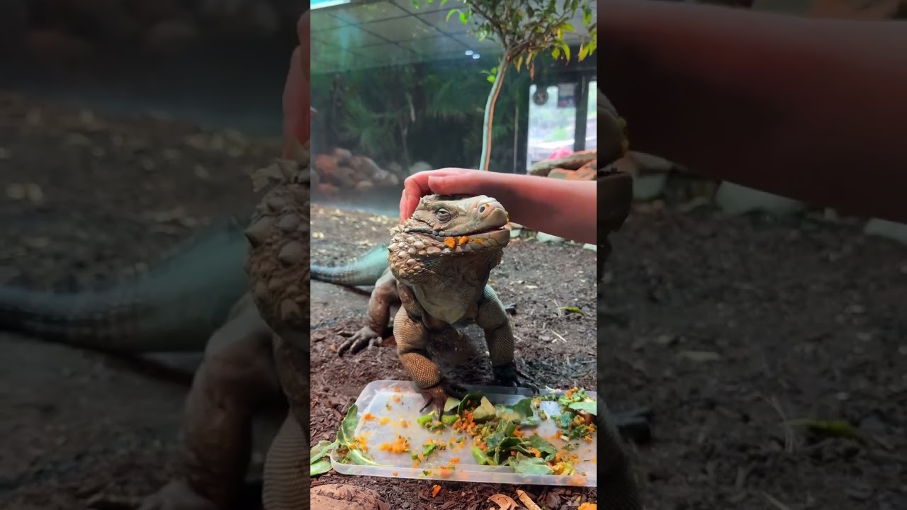 Iguana loves head scratches more than anything else today