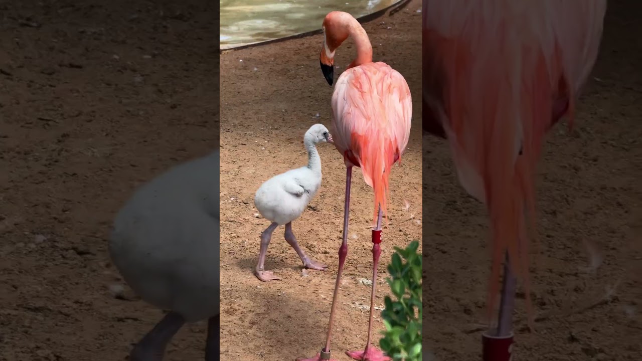 Flamingos show off cuteness and charm in playful moments