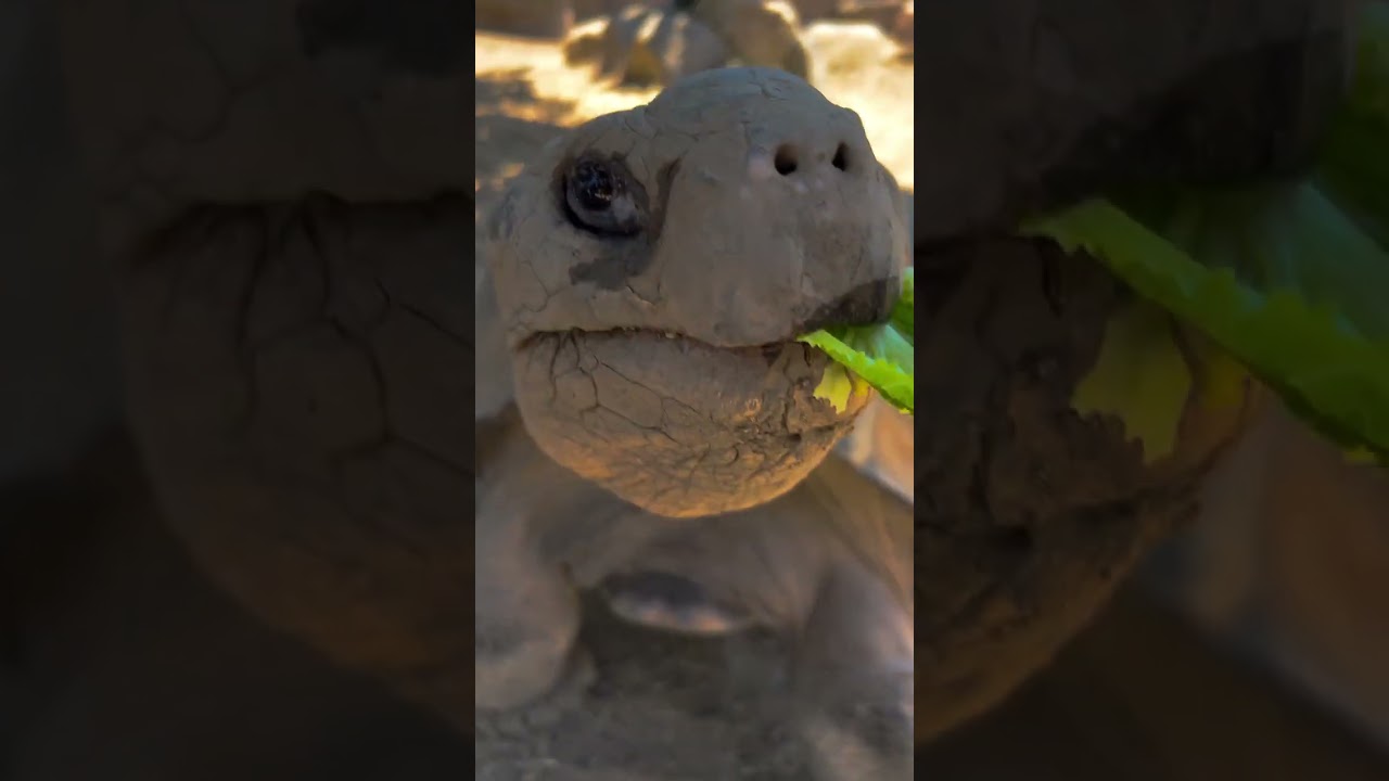 Turtles create soothing ASMR while munching peacefully