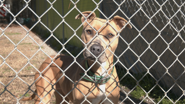 Local animal shelters seek fosters to house dogs during cold snap