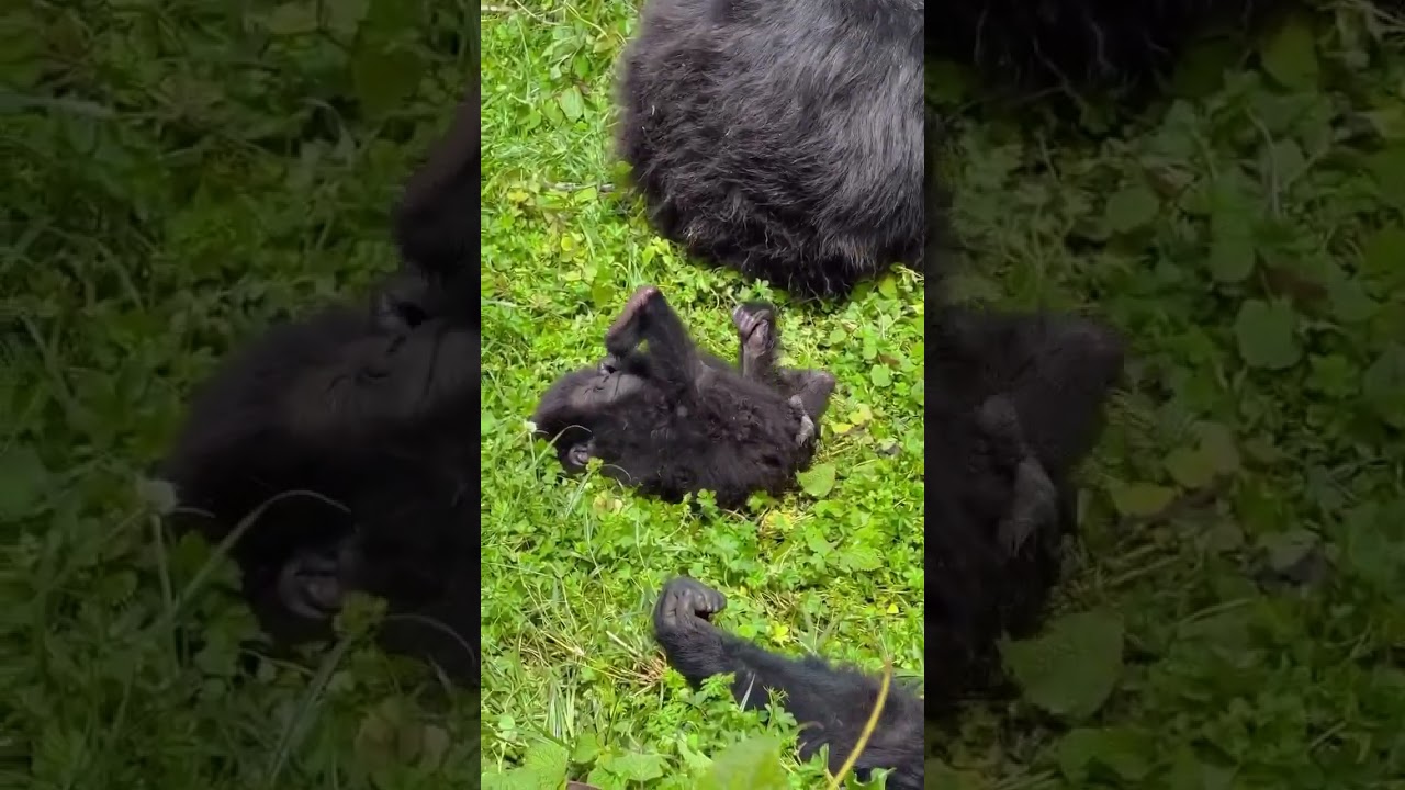 Meet the Cutest Baby Gorilla You Will Ever See Close
