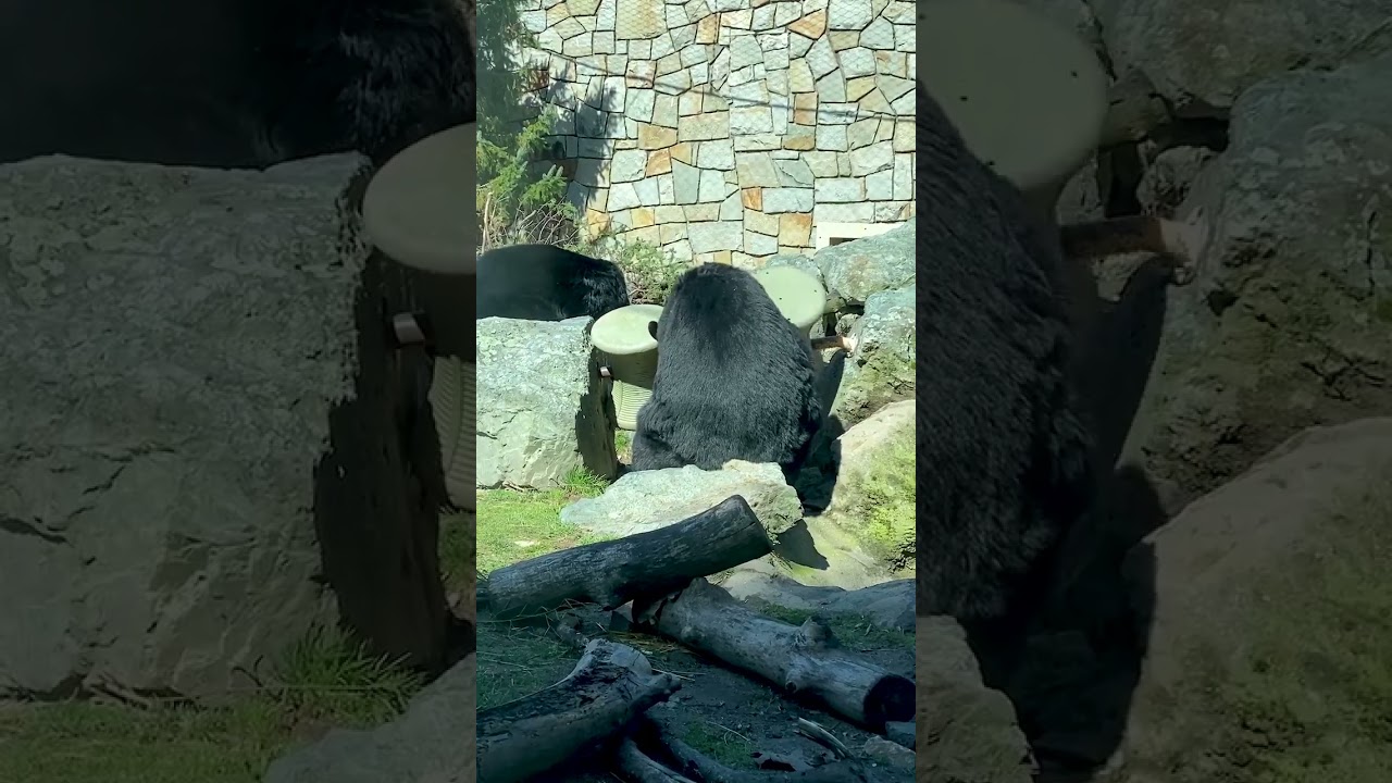 See a hungry black bear enjoy a fresh breakfast buffet