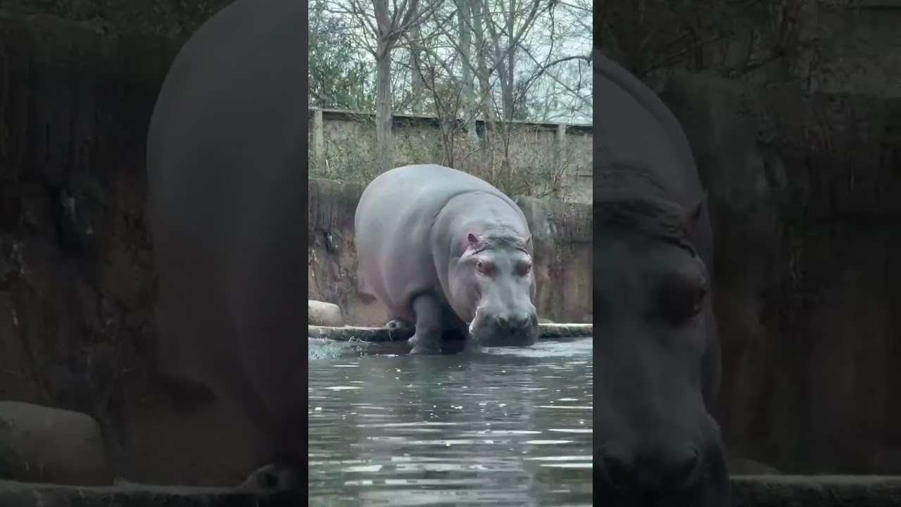 Rate these perfect hippo dives into the deep blue water
