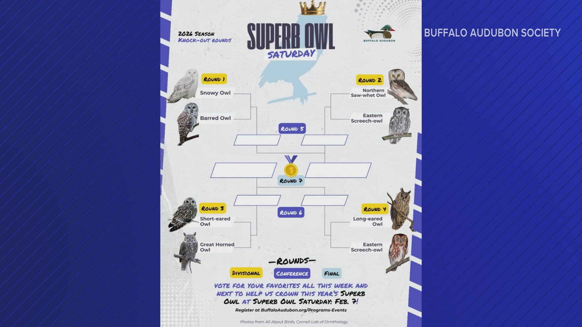 "Superb owl" competition ahead of owl prowl