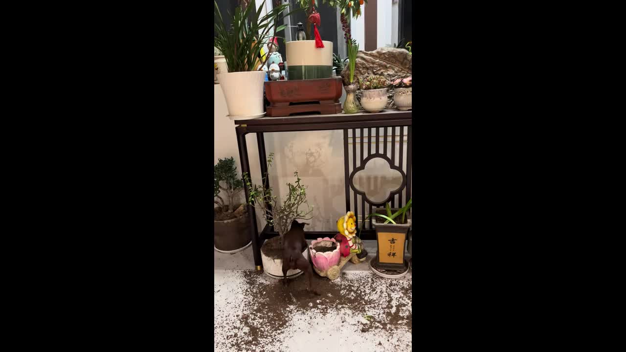 Mischievous dogs dig up flower pots, scattering soil across the floor ...