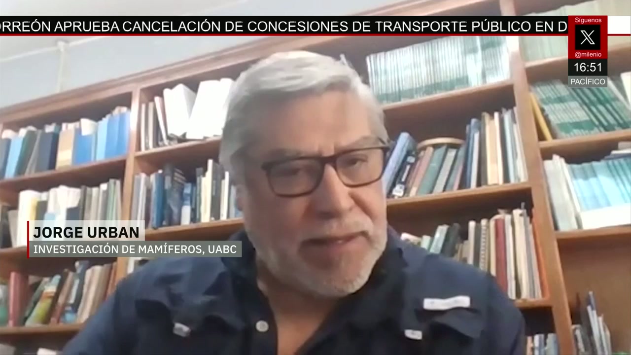 Conanp reporta solo 15 crías de ballenas grises nacidas en Baja ...