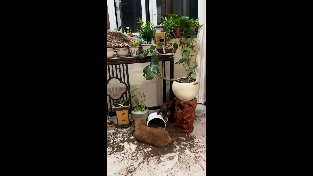 Mischievous dogs dig up flower pots, scattering soil across the floor ...
