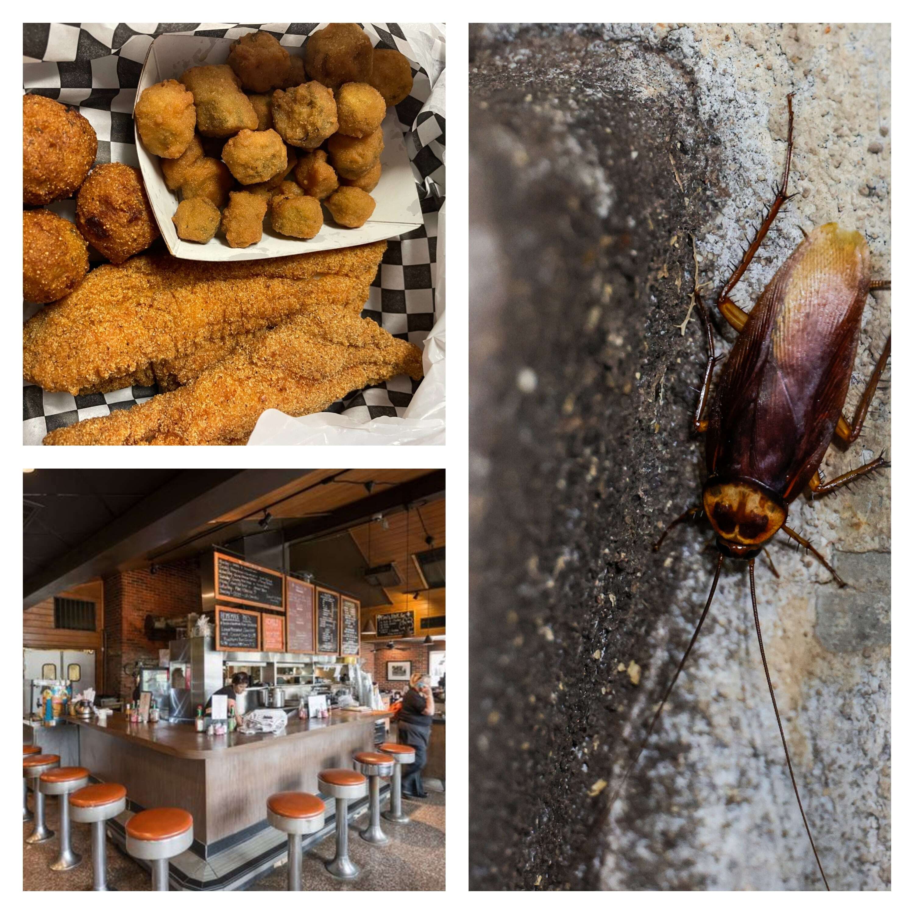 ‘Rodent droppings, live roach’: Jefferson County’s worst January 2026 ...