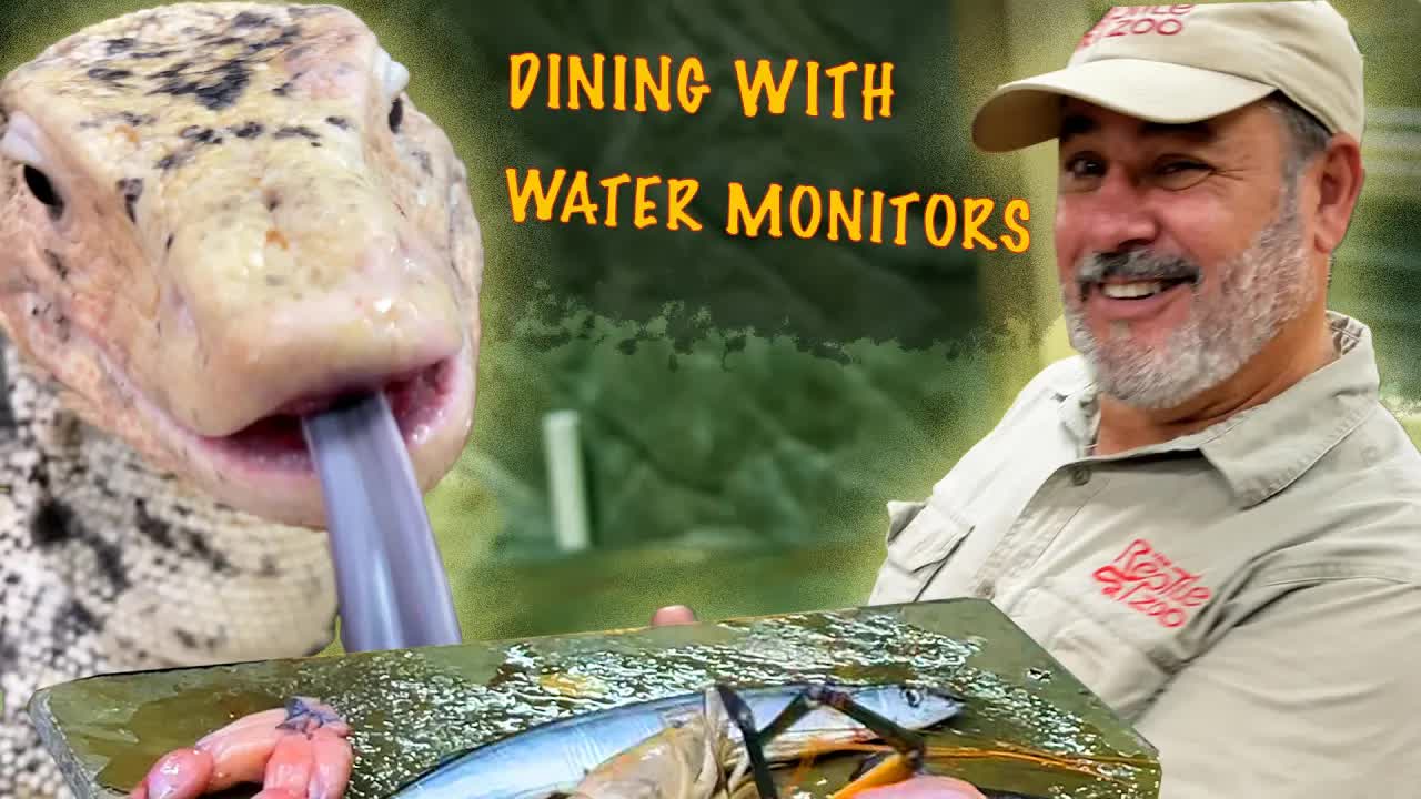 You will not believe what this big lizard will eat 🤯