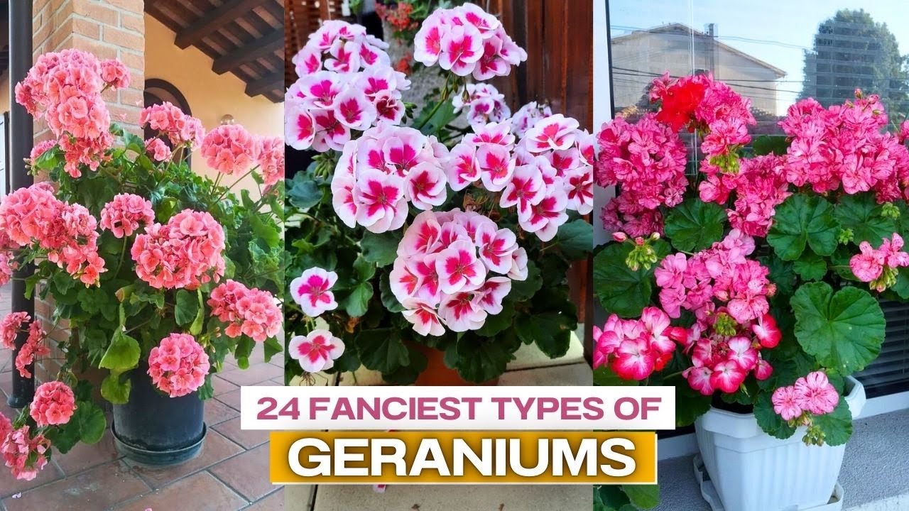 How to choose geranium varieties for maximum garden impact
