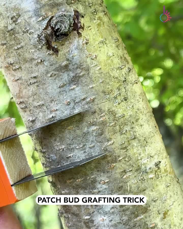 Perfect grafting hack for any gardener 🌼🛠️
