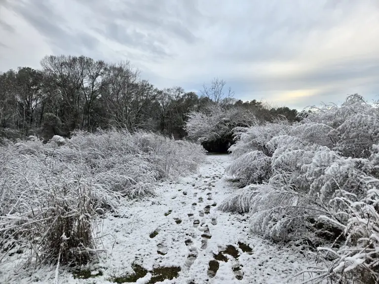 Rare Gulf-effect snow flurries spotted across Tampa Bay, Florida as ...