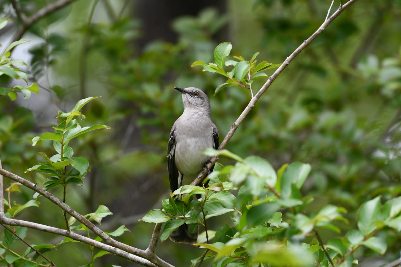 Wildlife experts warn skipping native plants is hurting backyard birds