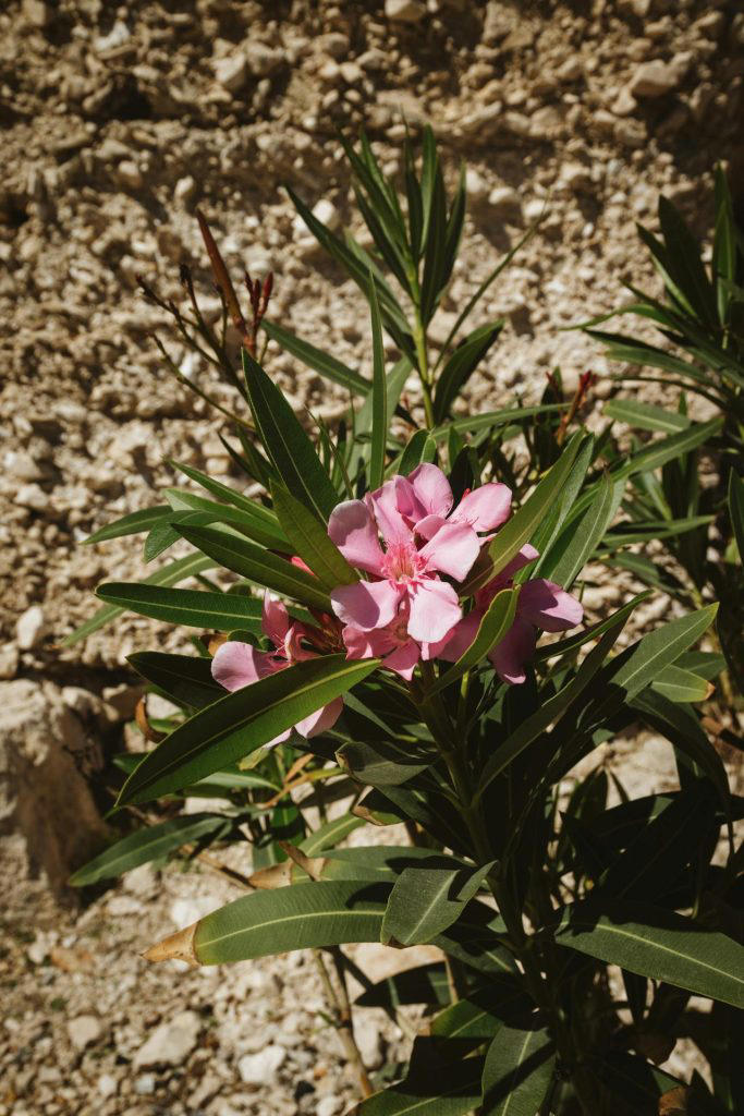 Wildlife experts warn skipping native plants is hurting backyard birds