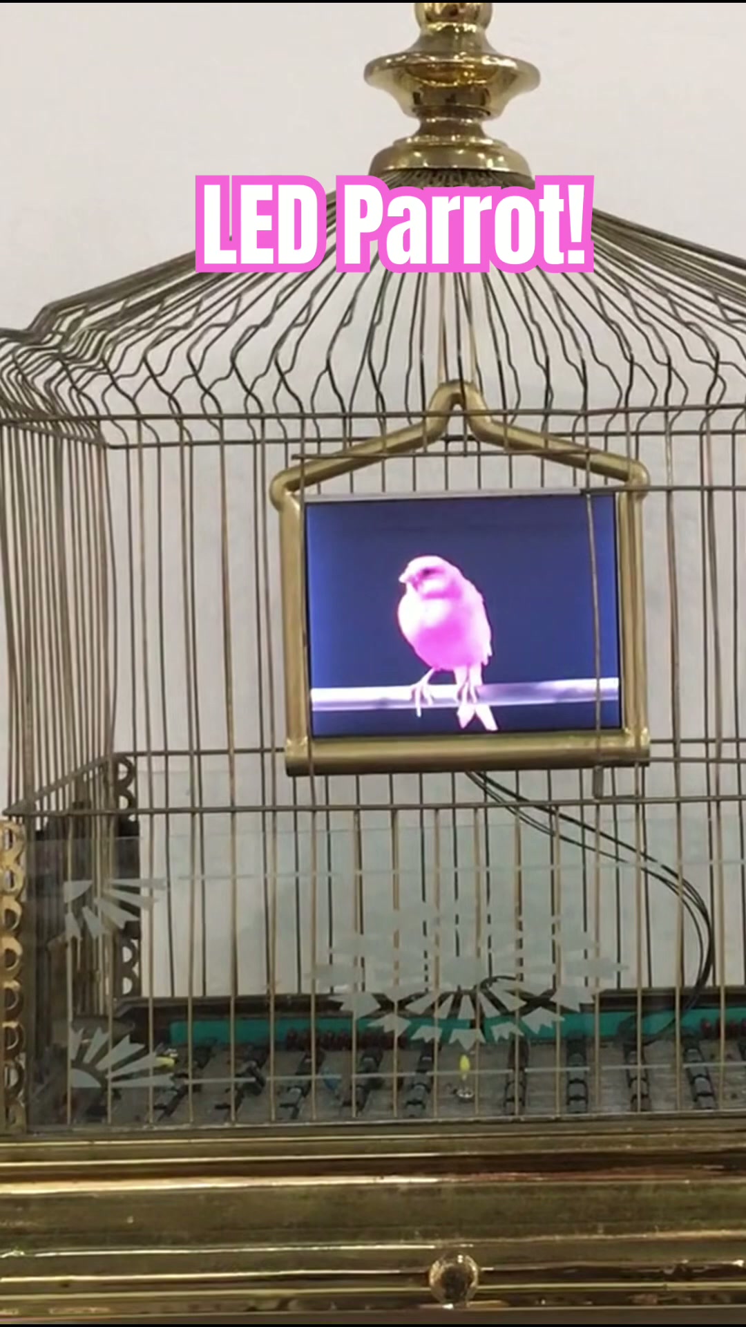Can't care for a real parrot? Get a digital LED parrot in a cage – no ...