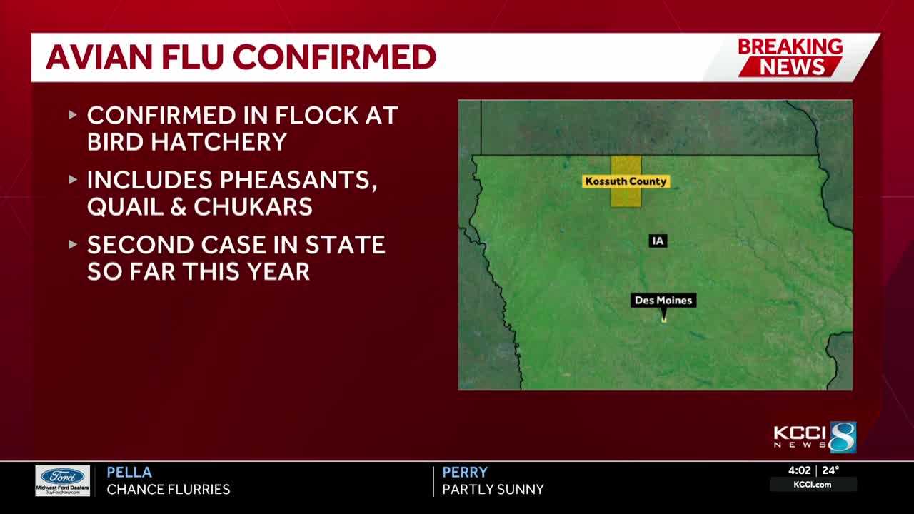 Second bird flu outbreak in a week hits Kossuth County flock