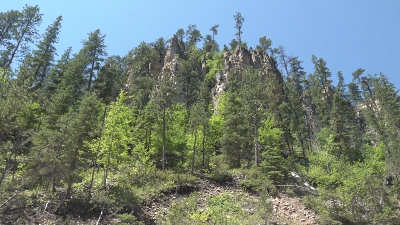 Beetle infestation threatens Black Hills National Forest