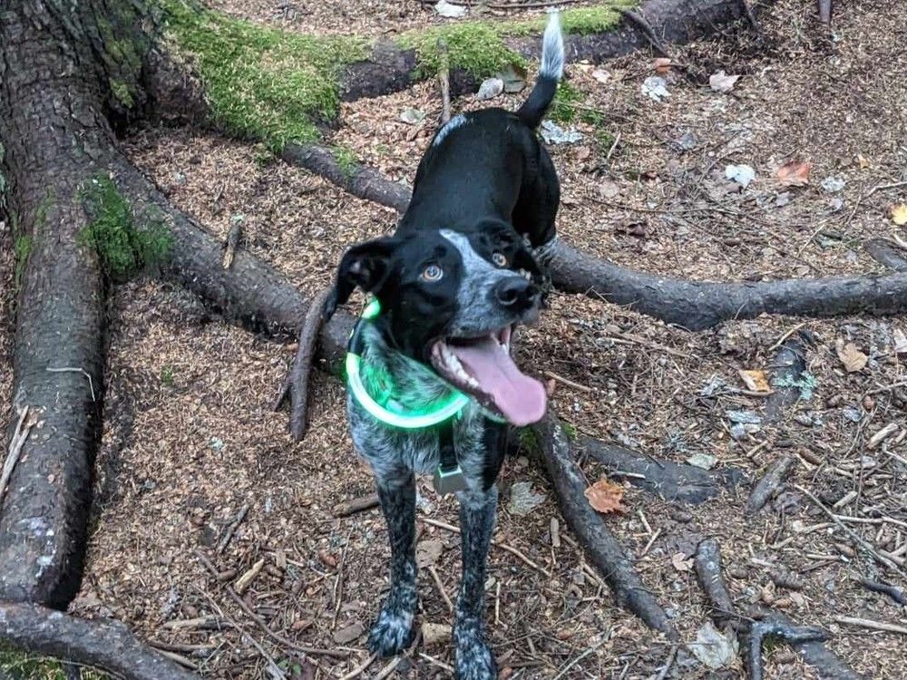 Fewer off-leash dog trails planned for Vancouver's Pacific Spirit ...